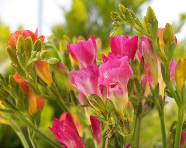Fresia: come curare e coltivare le fresie in vaso e in giardino